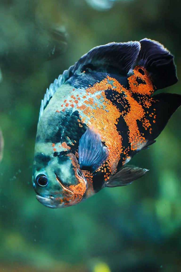 Oscar fish as a pet (care guide, info, compatibility)