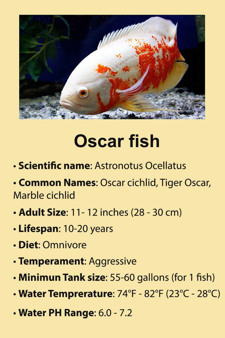 Oscar fish as a pet (care guide, info, compatibility)