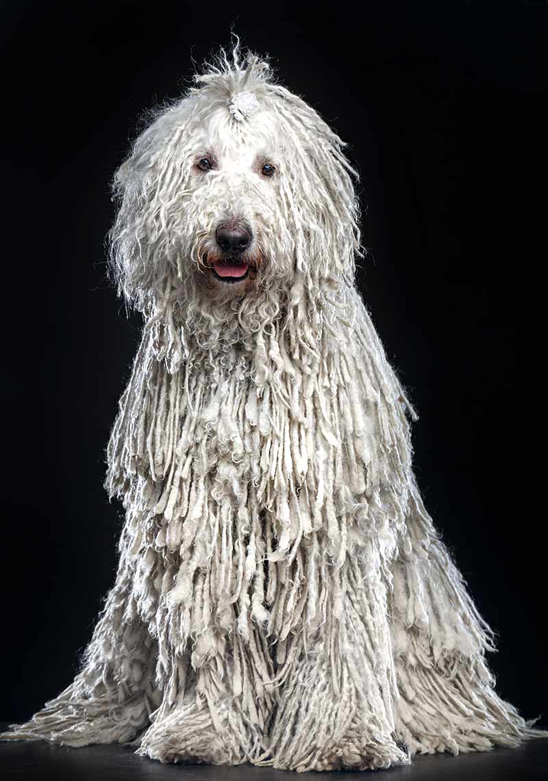 Komondor (Mop dog) - information and traits - Pets-Society