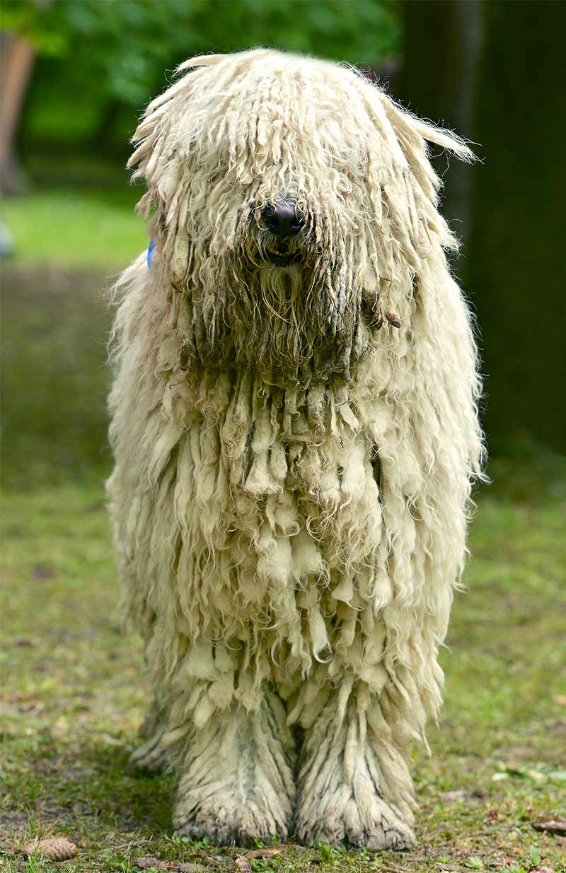 Komondor (Mop dog) - information and traits - Pets-Society