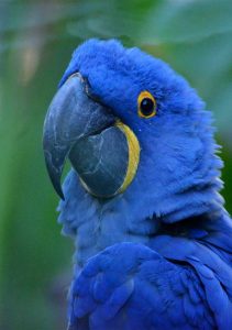 Hyacinth Macaw (facts and care) - Pets-Society
