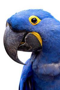 Hyacinth Macaw (facts and care) - Pets-Society