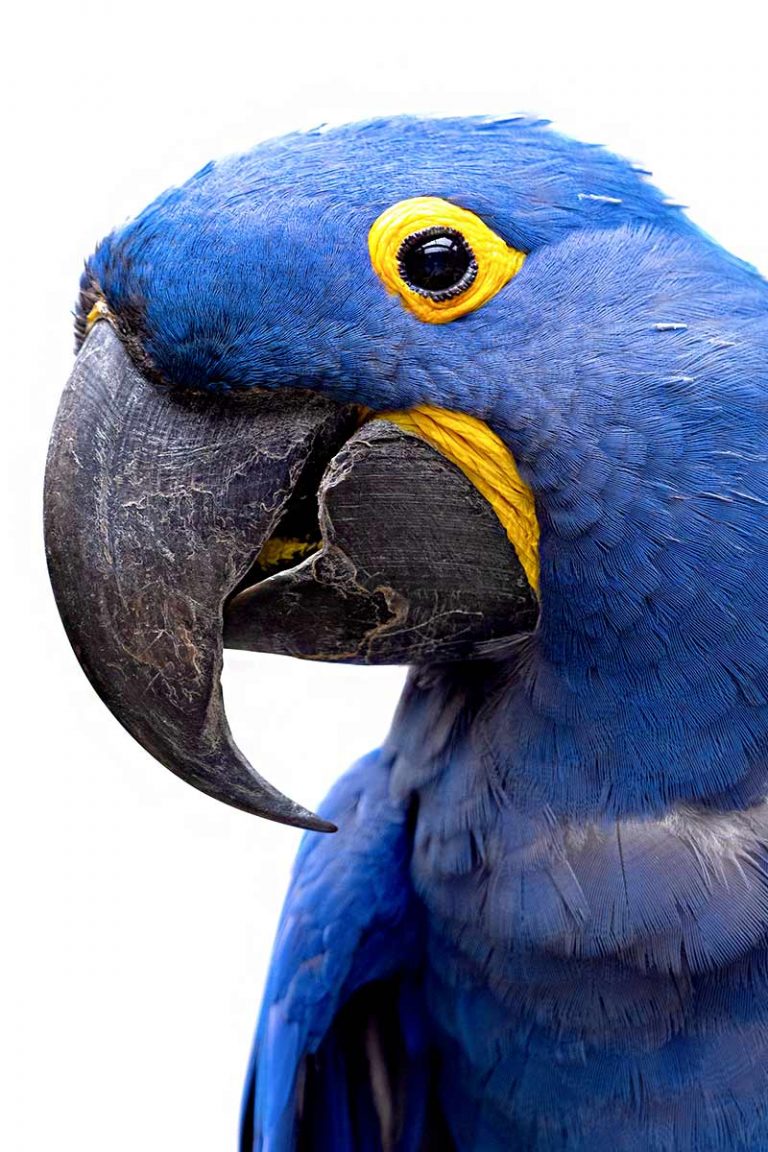 Hyacinth Macaw (facts and care) - Pets-Society