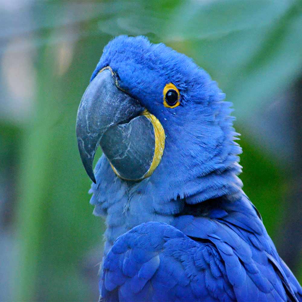 Hyacinth Macaw facts And Care Pets Society Hyacinth Macaw facts And Care Pets Society