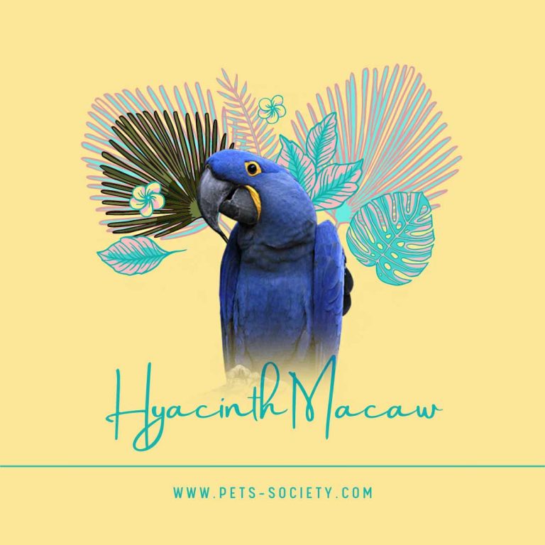 Hyacinth Macaw (facts and care) - Pets-Society