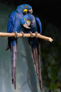 Hyacinth Macaw (facts and care) - Pets-Society