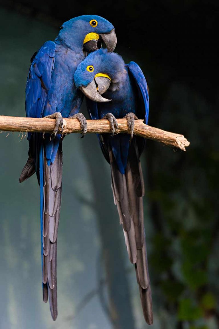 Hyacinth Macaw (facts and care) - Pets-Society