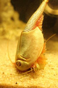 Triops – life cycle, facts and care - Pets-Society