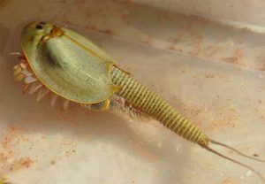 Triops – life cycle, facts and care - Pets-Society