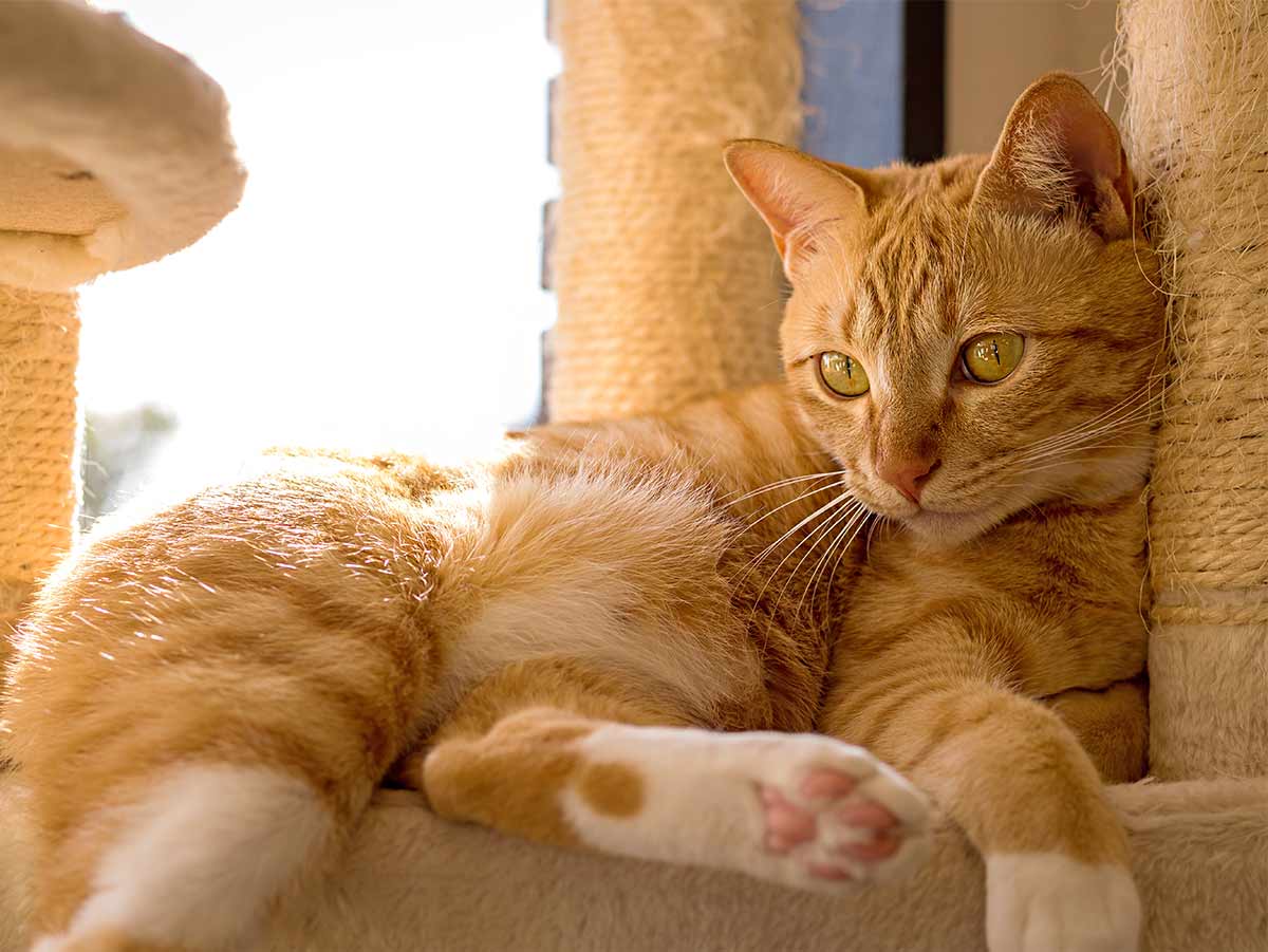 Orange Tabby Cat - Pets-Society