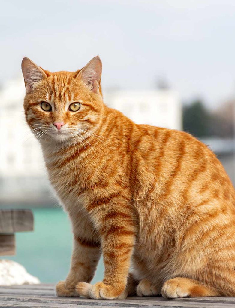 Orange Tabby Cat Pets Society Orange Tabby Cat Pets Society