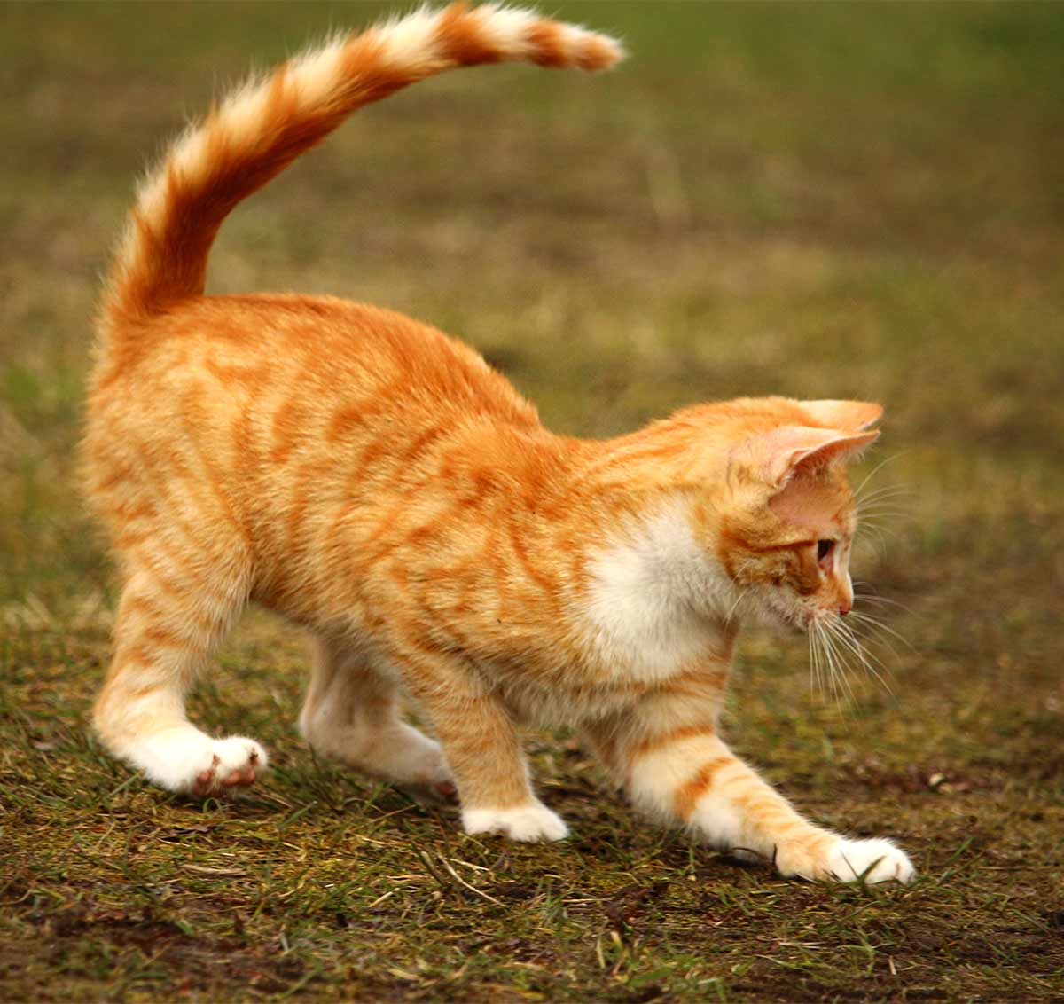Orange Tabby Cat - Pets-Society