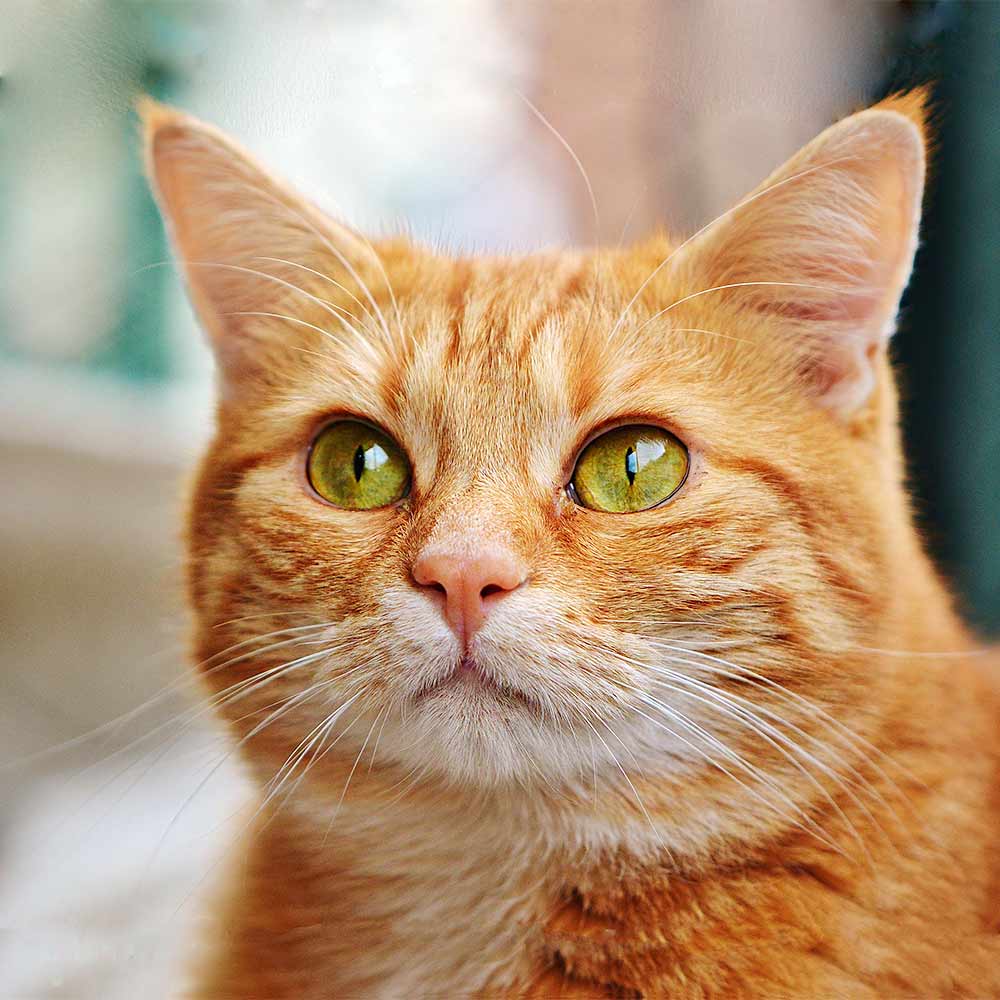 Cat Tabby Cat Tabby