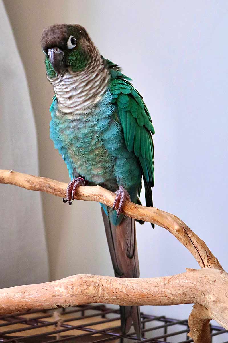 Conures as pets (types, personality, care and more) - Pets-Society