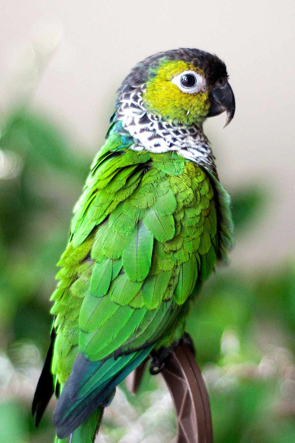 Conures as pets (types, personality, care and more) - Pets-Society