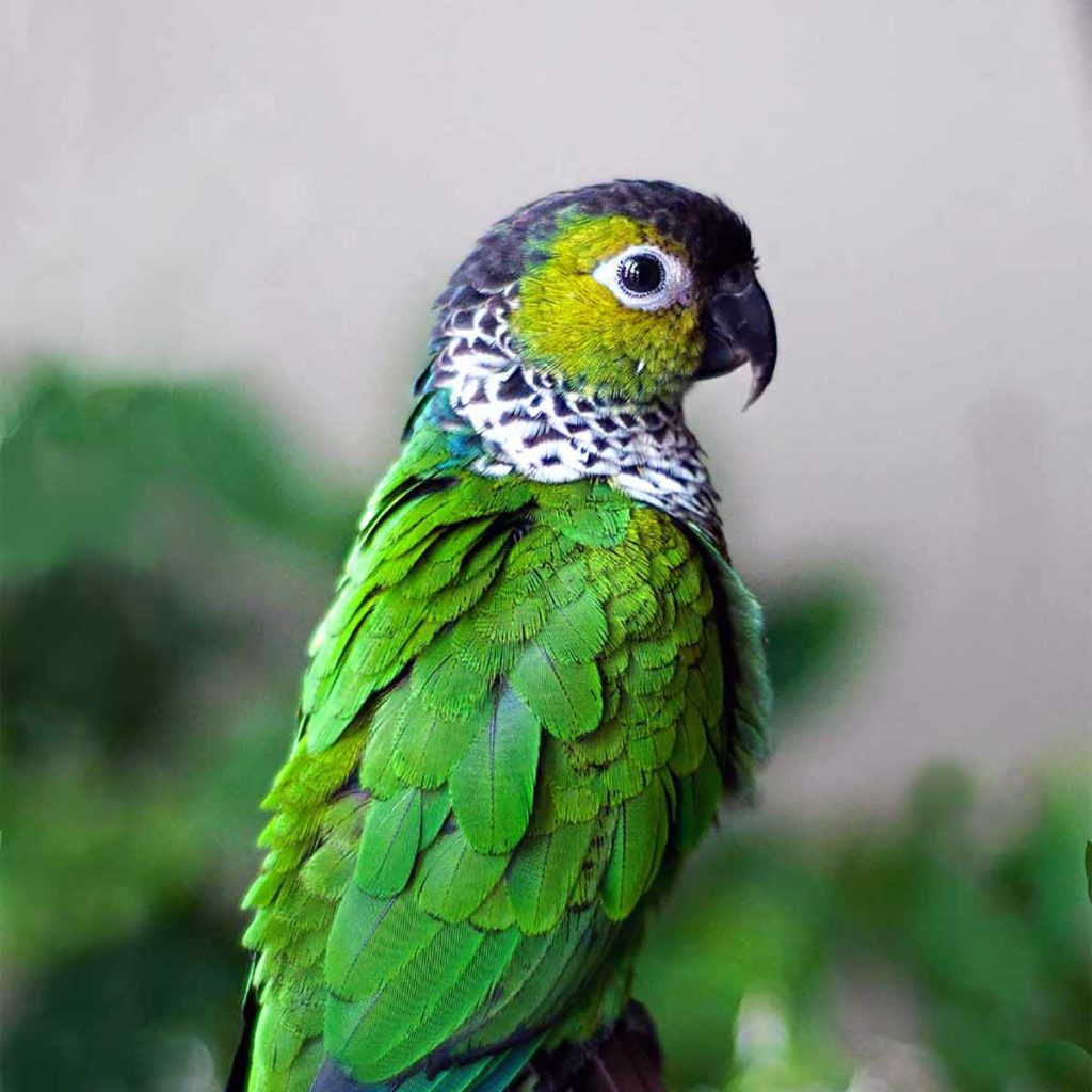 Sun Conure as a Pet - Pets-Society